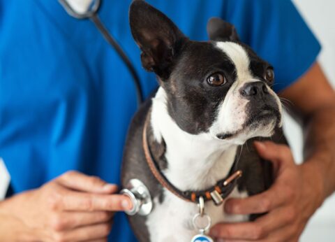 Best Veterinary Hospital In Tomball, TX | Northpointe Animal Hospital