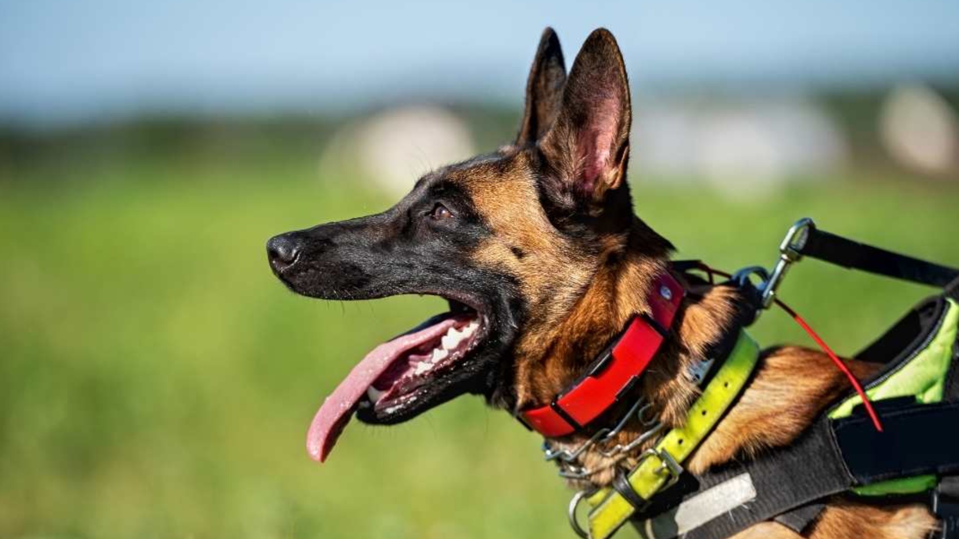 Drop-Off Treatment Authorization Form | Northpointe Animal Hospital Drop-Off Treatment Authorization Form | Northpointe Animal Hospital
